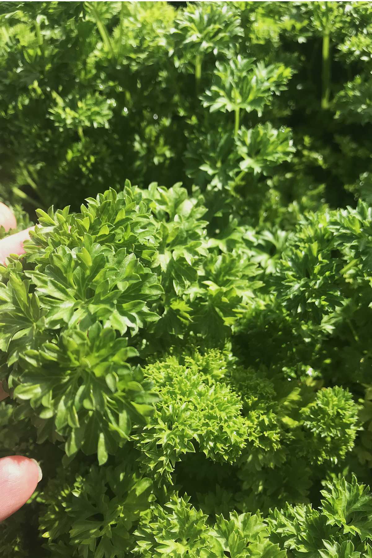 How to Make Traditional Creamy Parsley Sauce - Prepare and Serve