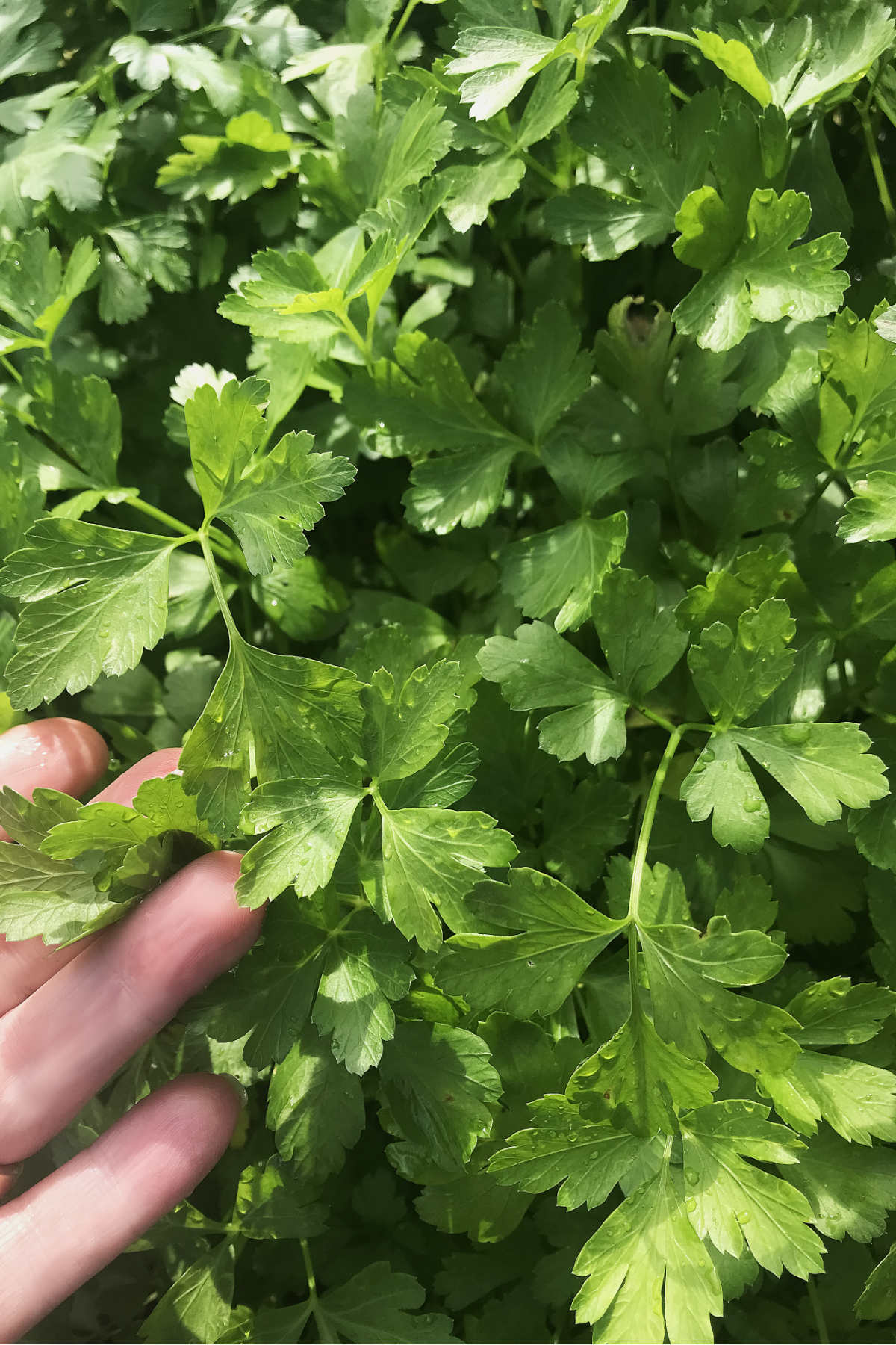 How to Make Traditional Creamy Parsley Sauce - Prepare and Serve